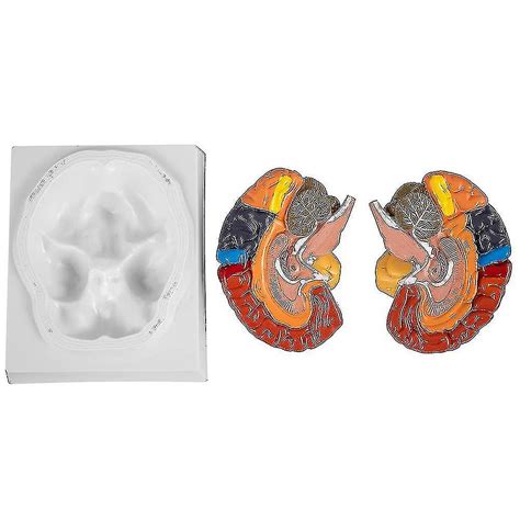 Human Brain Model Anatomy 2 Part Brain Model Color Coding With Display
