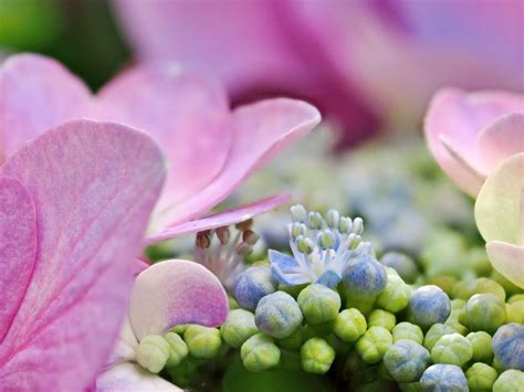 ②開花を喜ぶ装飾花たち GANREF