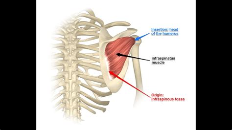 Two Minutes Of Anatomy Infraspinatus Muscle Youtube