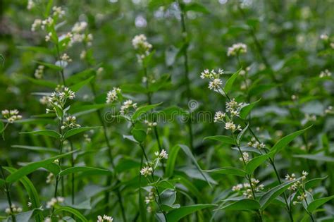 Vincetoxicum Hirundinaria Close Up Of White Swallow Wort Stock Image