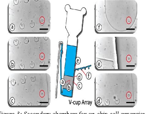Figure 3 From Single Cell Analysis Microfluidic Device For Cell Line Optimisation In Upstream
