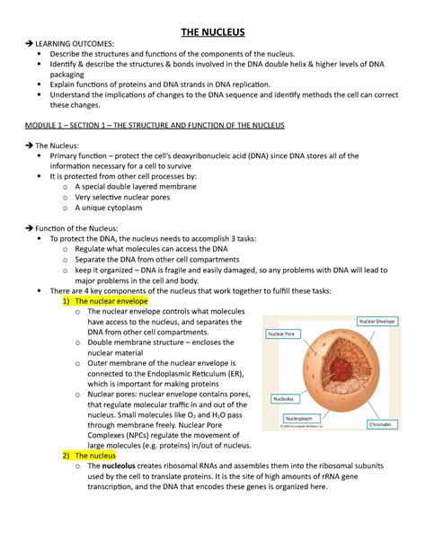 Module 2 Nucleus Notes THE NUCLEUS LEARNING OUTCOMES Describe The Structures And Studocu