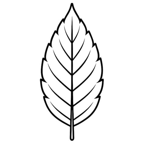 Ash Tree Leaf Vector Linear Illustration Outline Silhouette Line Art