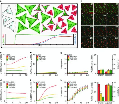 Integration Of Annexin V And Cfse Staining Accurately Detects Download Scientific Diagram