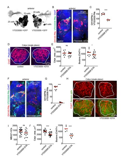 Projection Neurons Partially Compensate For Decreases In Projection