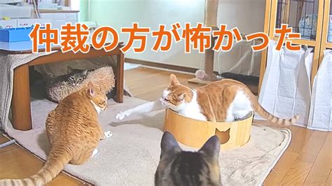 猫の喧嘩を仲裁に入った姉猫がしっかりしてて飼い主びっくり Youtube