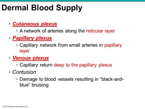 An Introduction To The Integumentary System Ppt Download