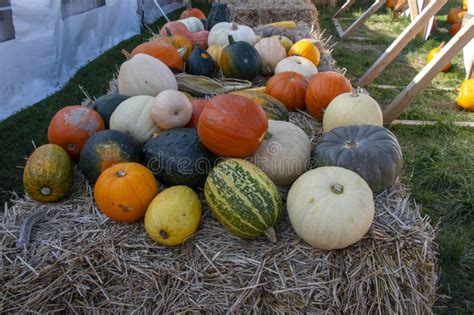Assorted Pumpkins Squashes And Gourds Stacked On Hay Stock Image