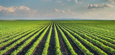 Farmers Will Rely On Scientific Innovations To Feed The World In The
