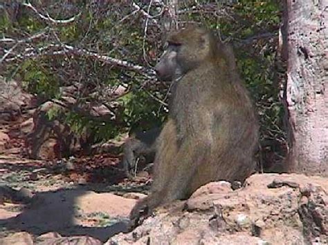 Baboon Labeled Image Dataset Imagescv