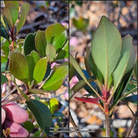 Photo Of The Leaves Of Indian Hawthorn Rhaphiolepis Indica Posted By