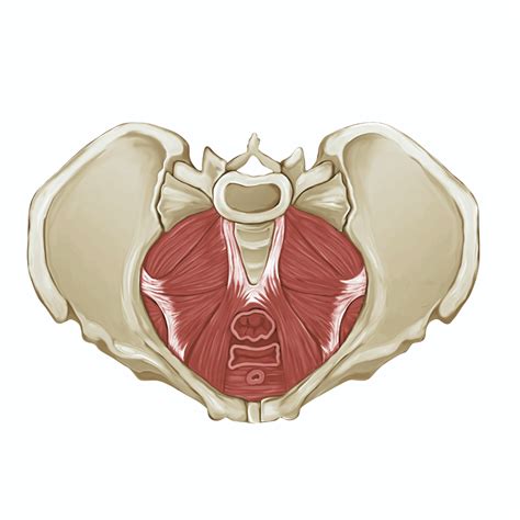 Pelvic Floor Physical Therapy The Ultimate Guide — Vivid Womens Health