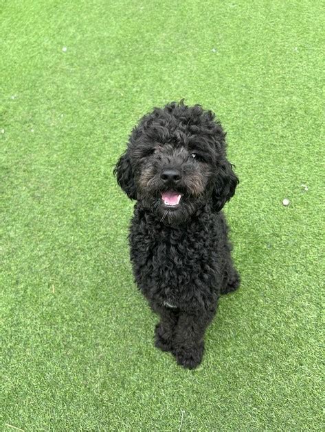 푸들 까까 포미분양 포매라니안분양 포메리안분양 치아와분양 말티스분양 푸말티분양 러시아블루분양 포미분가격 포매라니안분양가격 포메리안분양가격 치아와분양가격 말티스분양가격 푸말티