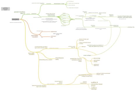 Mesoderm Differentiation Week4 Mesoderm Somite Growth Regulation