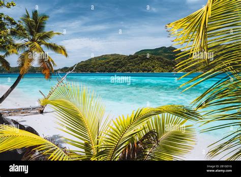 Vacation Holiday Background Exotic Wallpaper Palm Trees On Tropical