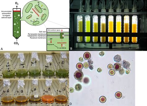 Harnessing Microalgae From Biology To Innovation In Sustainable Solutions