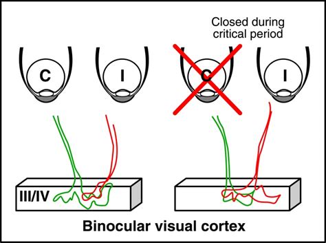 Eye Competition In Layer 3 4 Of The Binocular Visual Cortex On The Download Scientific Diagram