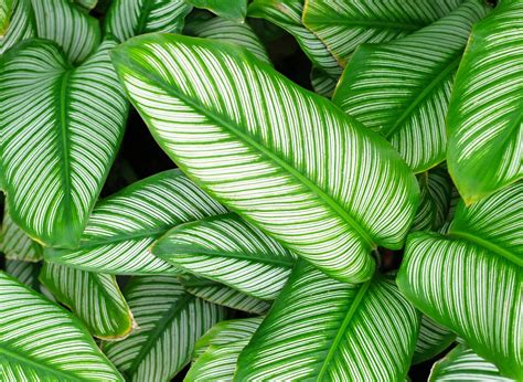 How To Grow And Care For Calathea White Star: A Helpful Guide | Plants ...