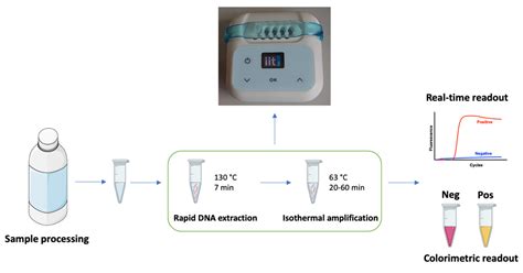 Biosensors Free Full Text Colorimetric Point Of Care Detection Of Clostridium Tyrobutyricum