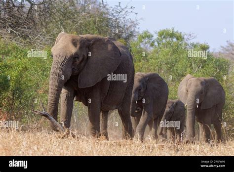 African Bush Elephants Loxodonta Africana Herd With Young Walking In