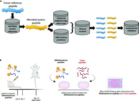 Experimental Characterization Of Peptides A Flowchart Of The