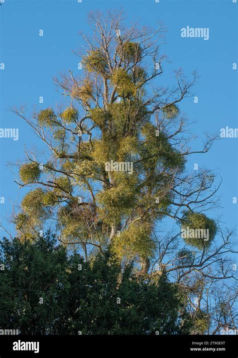 Autumn Trees In Colour Stock Photo Alamy