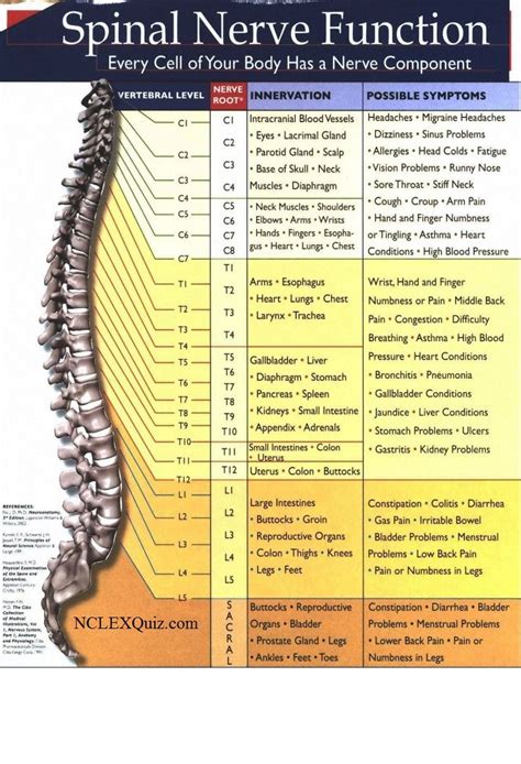 Spinal Nerve Function Chart Nclex Quiz Nurse Medical Knowledge Physical Therapy