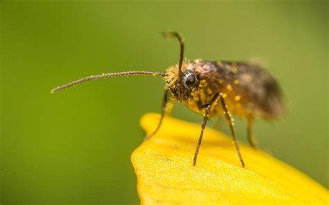 Do You Know Any Cool Moth Facts I Totally Understand If Not I Just