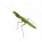 Mantis Png Image Png All