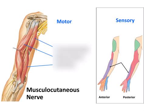 Diagram Of Mss Musculocutaneous Nerve Quizlet