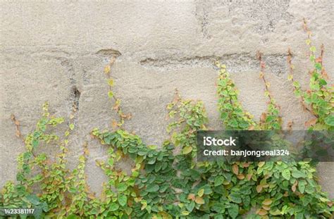 아이비 자연 배경을위한 아이비가있는 흰색 벽 텍스트 공간을 복사합니다 파세노싯사스에 대한 스톡 사진 및 기타 이미지 파세노싯사스 0명 가리기 Istock