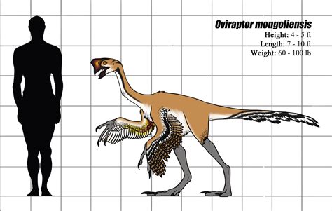 Oviraptor Philoceratops — Weasyl