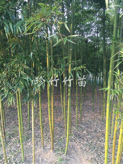 早园竹 珍竹竹苗 竹苗栽培竹苗竹绿化安吉珍竹苗木场