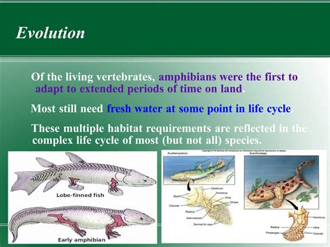 Amphibians Life History And Characteristics Ppt