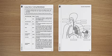 Lung Colour Coding Worksheet Teacher Made Twinkl