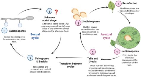 Disease Cycle Of Hemileia Vastatrix The Asexual Cycle Has Been Well Download Scientific Diagram