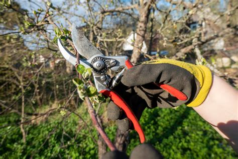 Guide To Tree Trimming Pruning In Rock Hill SC