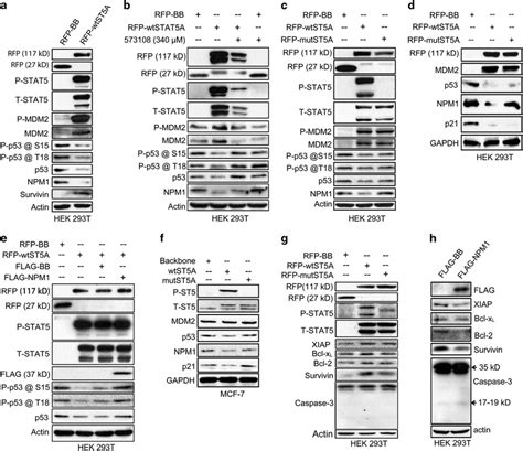 P Stat5 Regulates P53 Mdm2 Functions And Cell Survival Through Npm1 Download Scientific Diagram