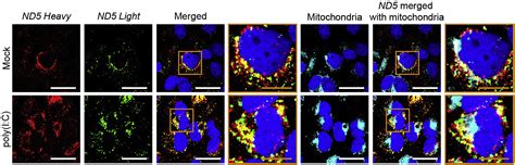 Cell Press Star Protocols