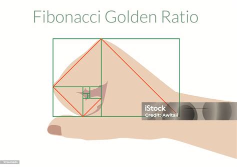 Tinju Manusia Dan Rasio Emas Fibonacci Ilustrasi Stok Unduh Gambar