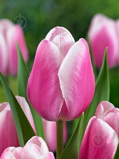 ᐉ Луковица тюльпана триумф Джумбо Бьюти 3 шт • Купить в Киеве Украине • Лучшая цена в Эпицентр