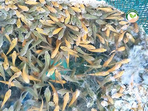 การเพาะพันธุ์ปลา ให้ได้ลูกพันธุ์ปลาคุณภาพไนพร้อมออกขาย พลังเกษตร Com