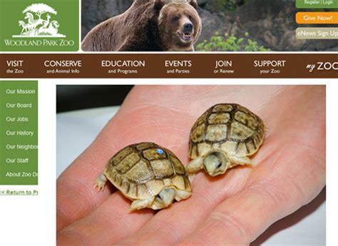 초미니 거북 멸종위기전세계 희귀 거북이들 모아 봤더니 민중의소리