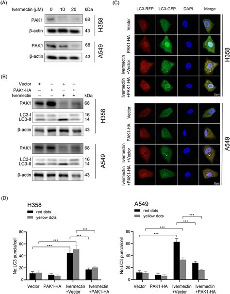Ivermectin Induced Autophagy Through Downregulation Of Pak1 In Luad Download Scientific Diagram