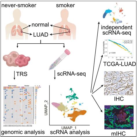 Cell子刊 揭示吸烟和不吸烟者肺癌免疫微环境差异 美必思医学编译