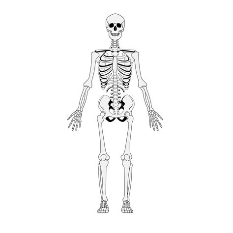 Skeletal Vector Design Full Body 12715272 Vector Art At Vecteezy