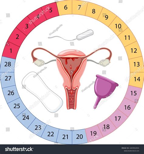 Stages Menstrual Cycle Illustration Stock Vector Royalty Free 2287652431 Shutterstock