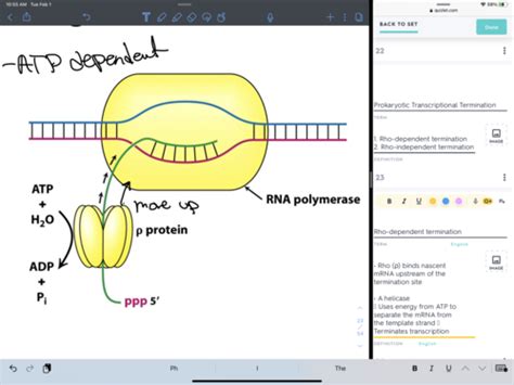 Rna Metabolism Flashcards Quizlet
