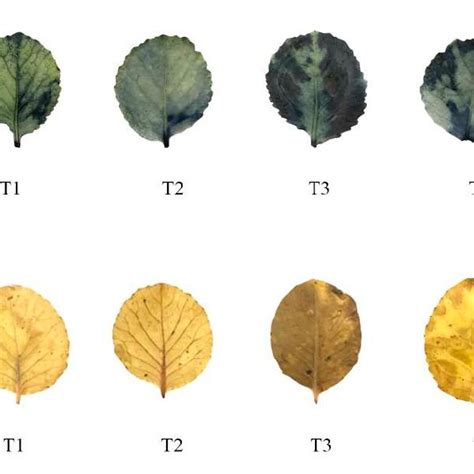 Effects Of Exogenous Selenium On Dab And Nbt Staining Of Leaves Of Download Scientific Diagram
