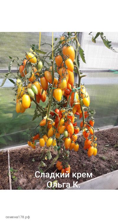 СЛАДКИЙ КРЕМ